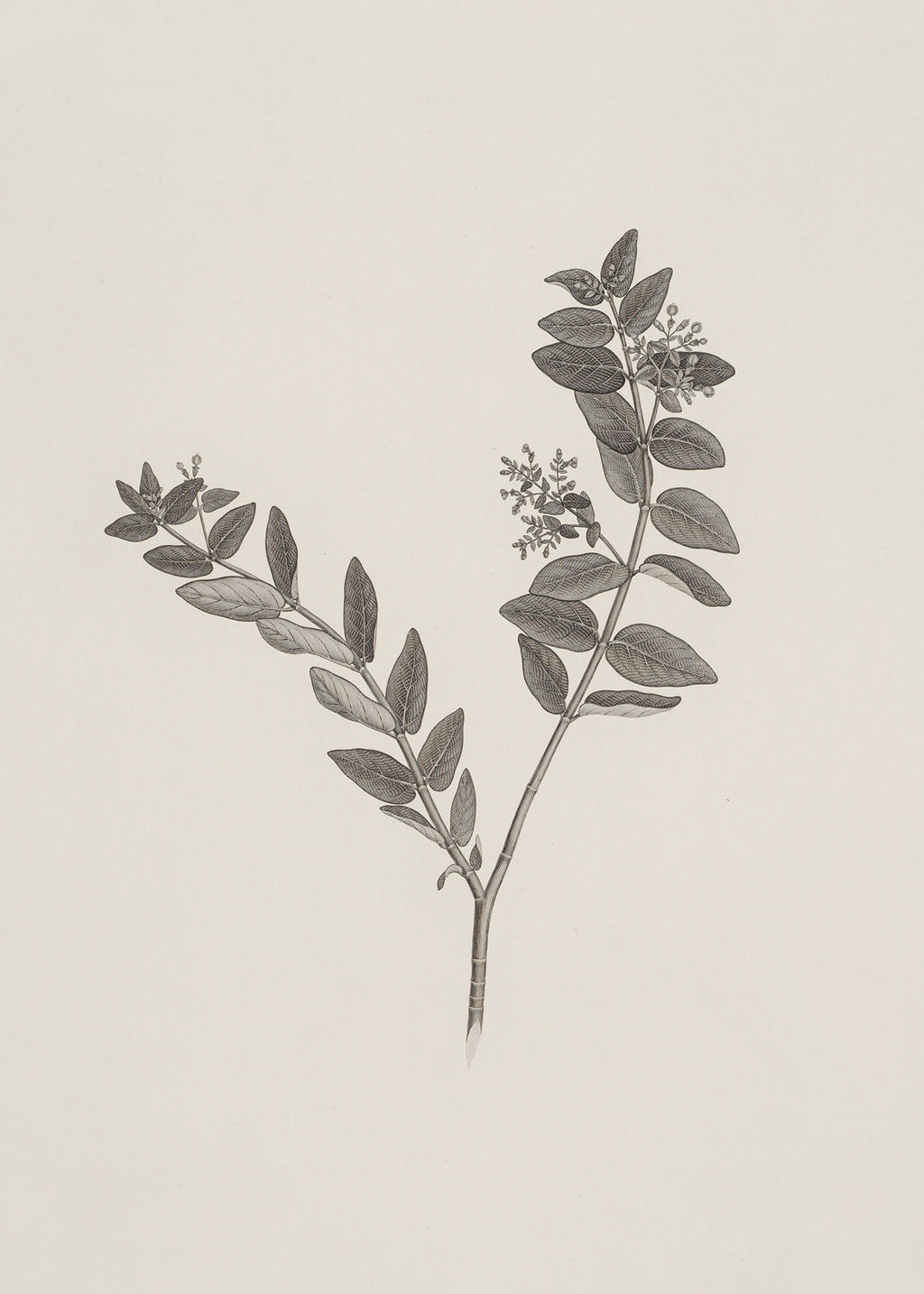 Botanical Study II. – Cove Prints