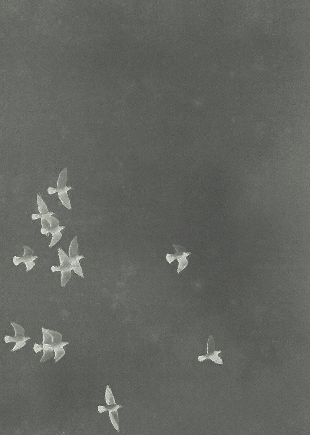 Flock II. – Cove Prints